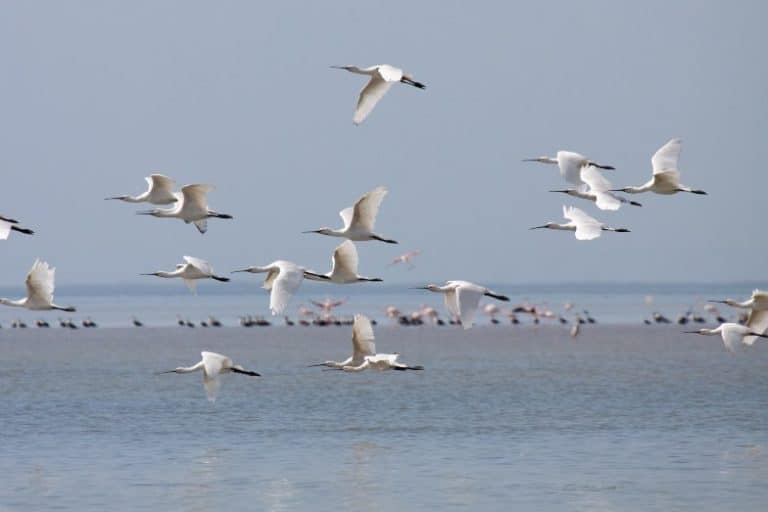 Birds without Borders - United Nations Western Europe