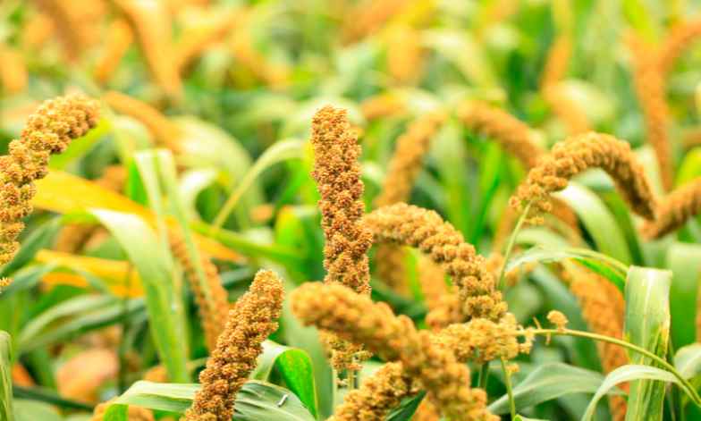 Millets - good for people, the environment, and farmers