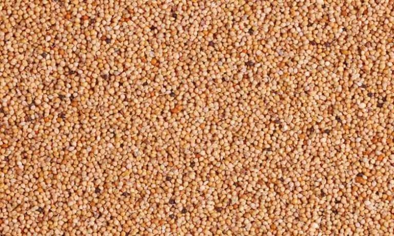 Millets - good for people, the environment, and farmers