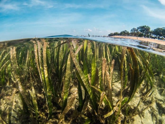 Seagrass: 10 facts about an ocean plant under threat
