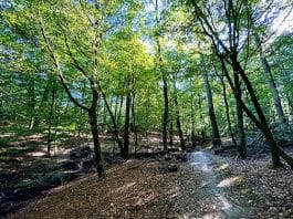 The magnificent world of forests: the Belgian Sonian Forest